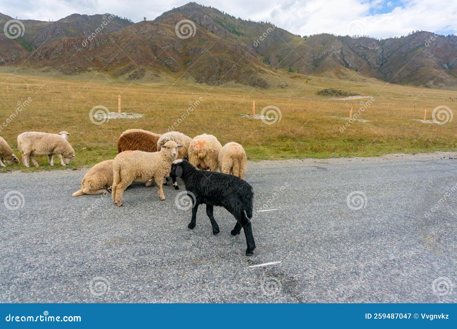 A Small Flock of Sheep on the Road Stock Image - Image of mammal ...