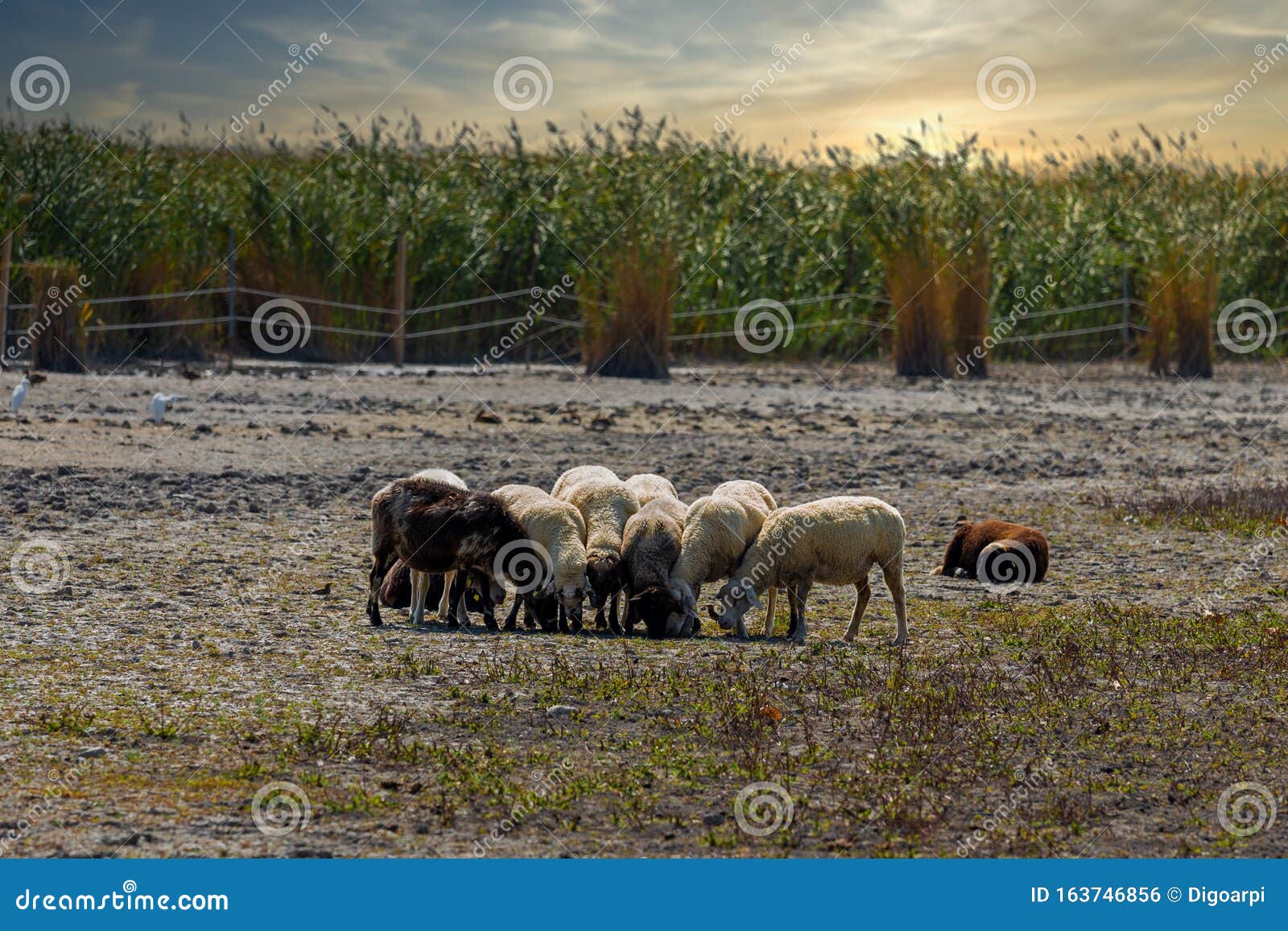 Small Flock of Sheep in Sunset Light Stock Photo - Image of lamb ...