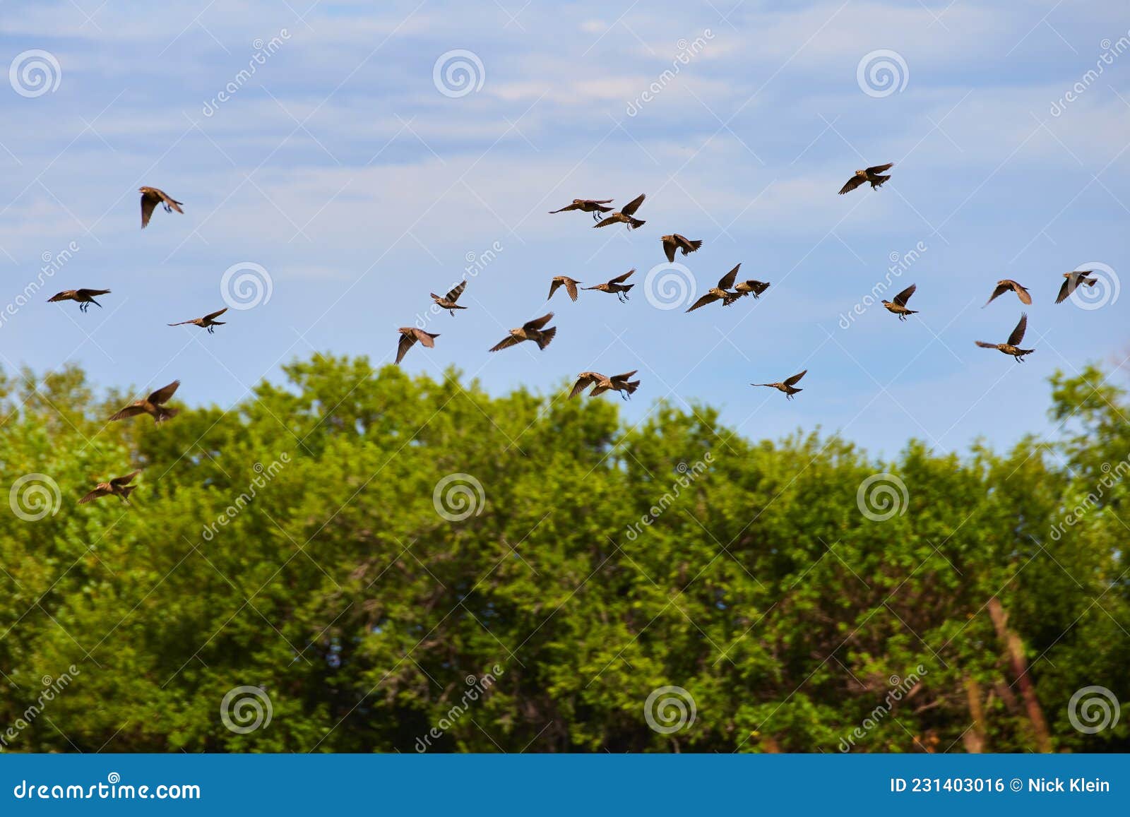Small Flock of Tiny Birds Flying by Forest Stock Photo - Image of ...