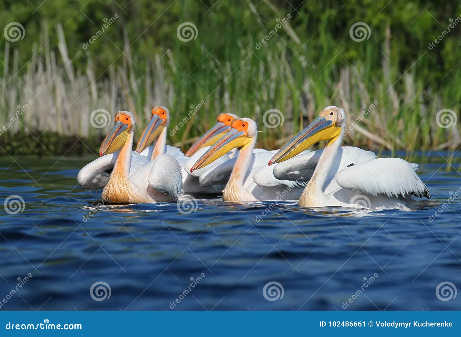 Small Flock White Pelicans in Breeding Plumage Stock Image - Image of ...