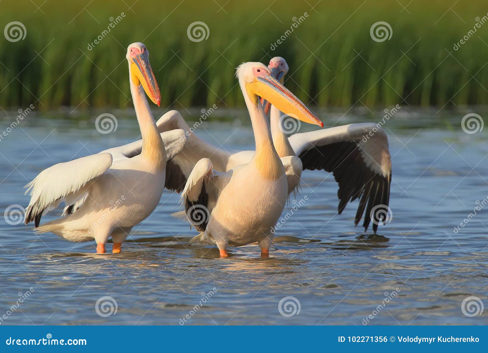 Small Flock of White Pelicans Stand in the Water Stock Photo - Image of ...