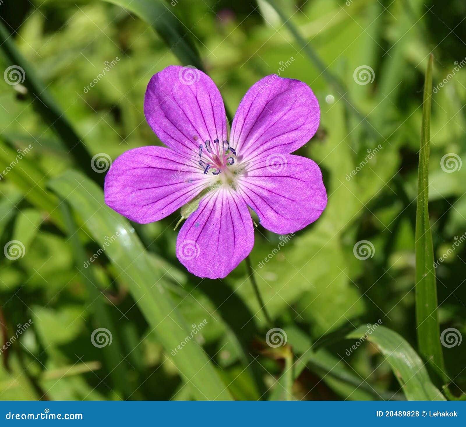 Small flower stock photo. Image of pattern, botanic, season - 20489828