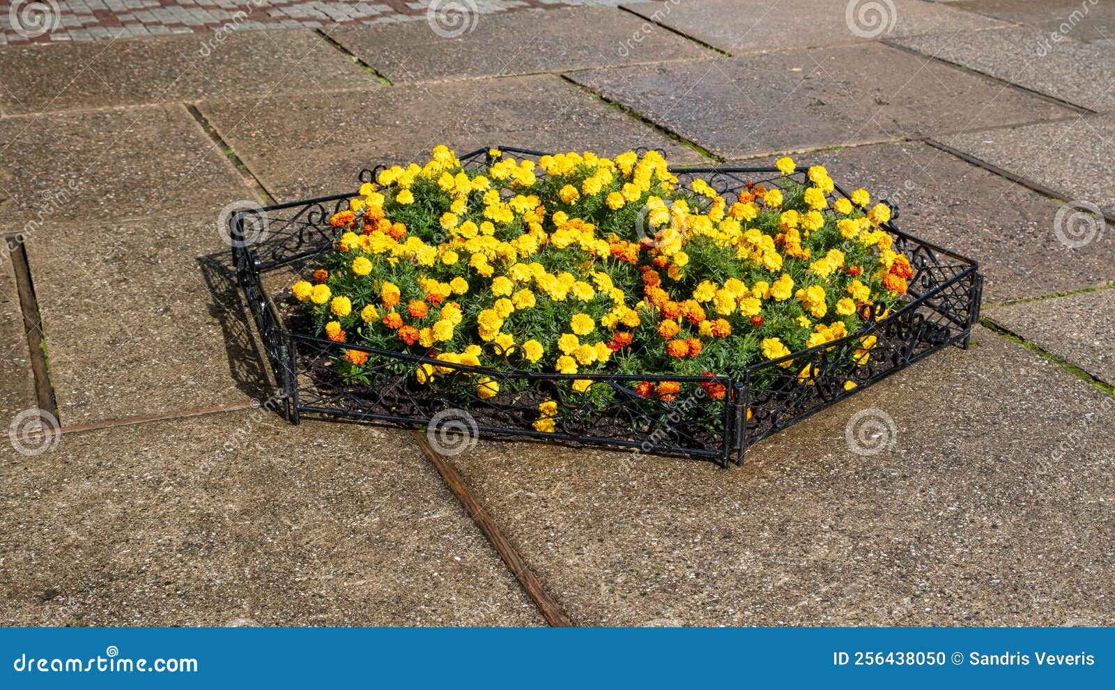 Small Flower Bed with Flowers on the Background of Concrete Slabs Stock ...
