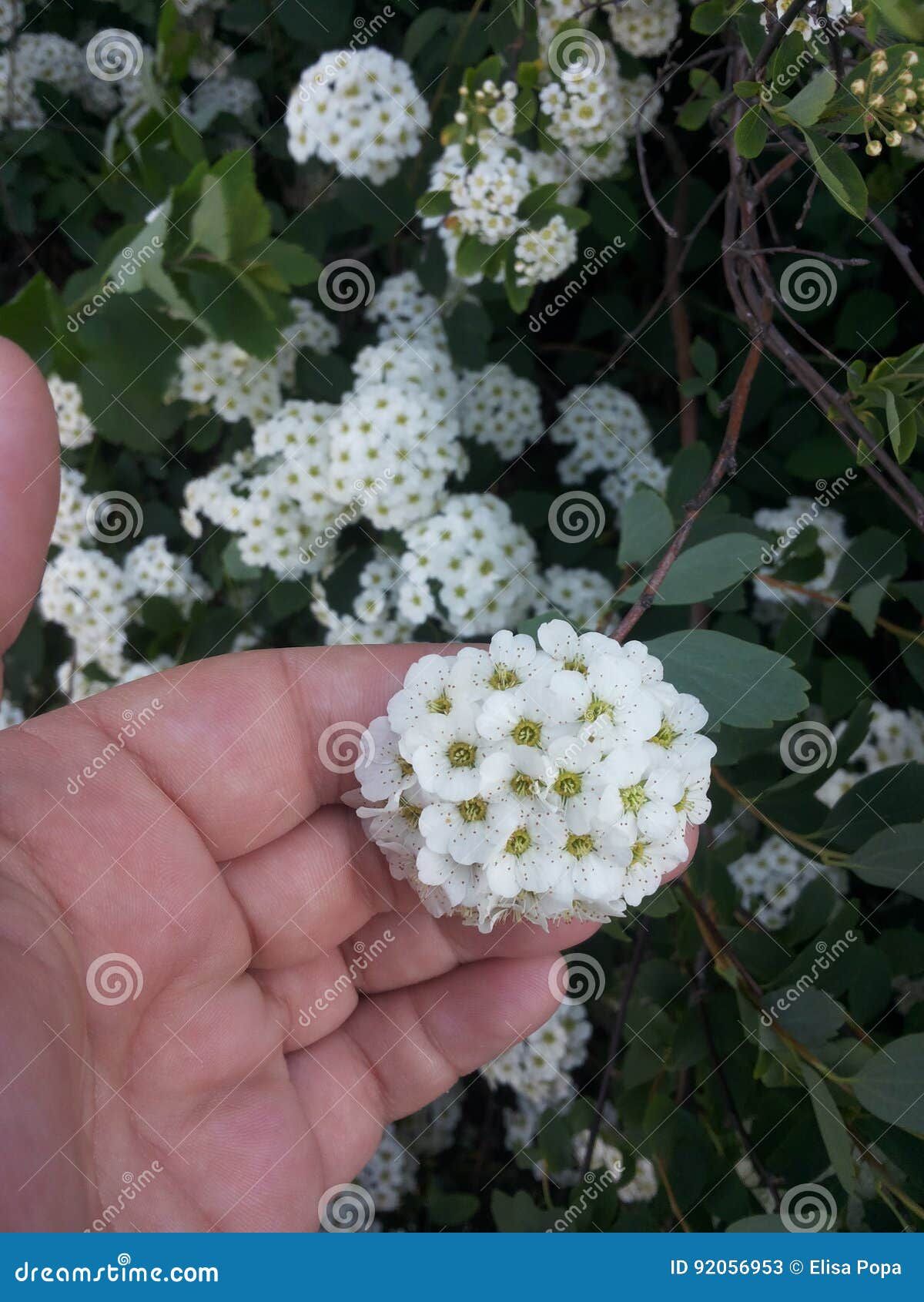 A small flower stock image. Image of face, smile, small - 92056953