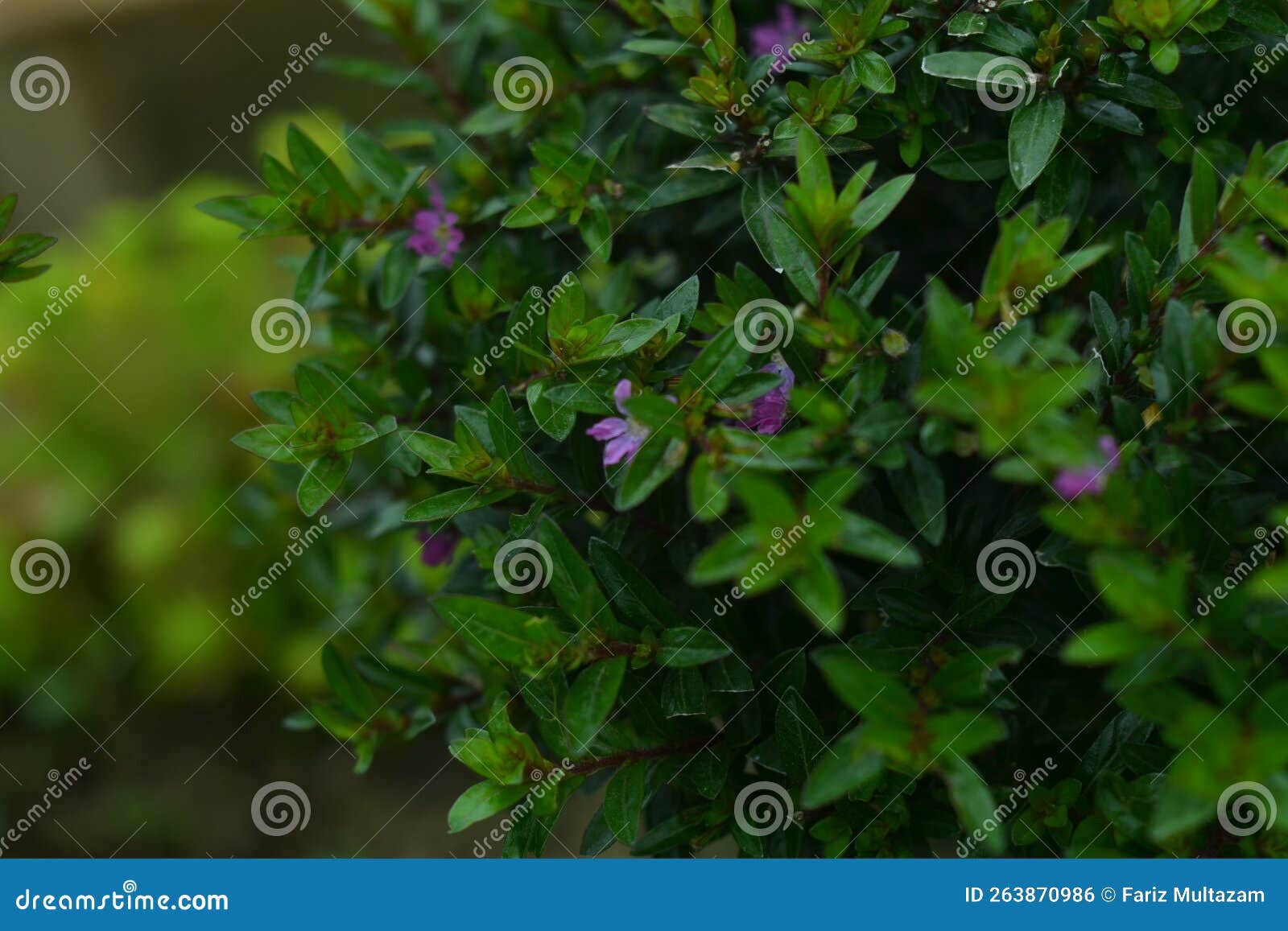 Small Flower that Blooms Slowly Stock Photo - Image of nature, lilac ...