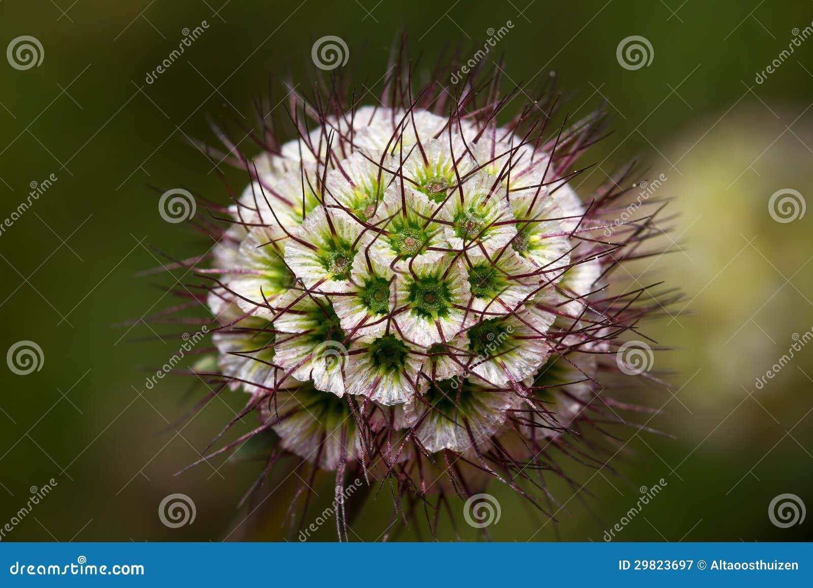 Small Flower Bud with Green and White Stock Image - Image of ...