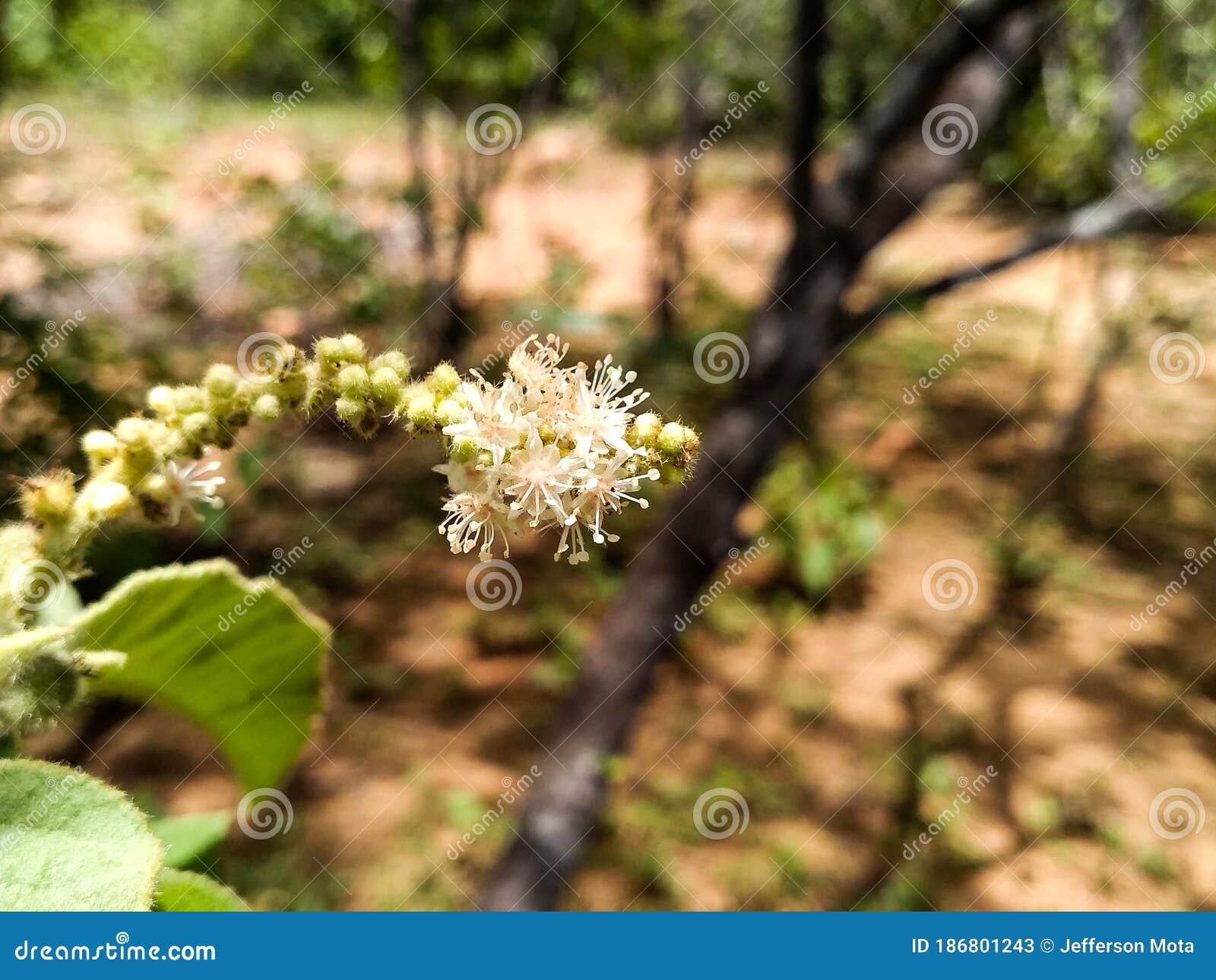 A Small Flower from the Caatinga Stock Image - Image of plant, flower ...