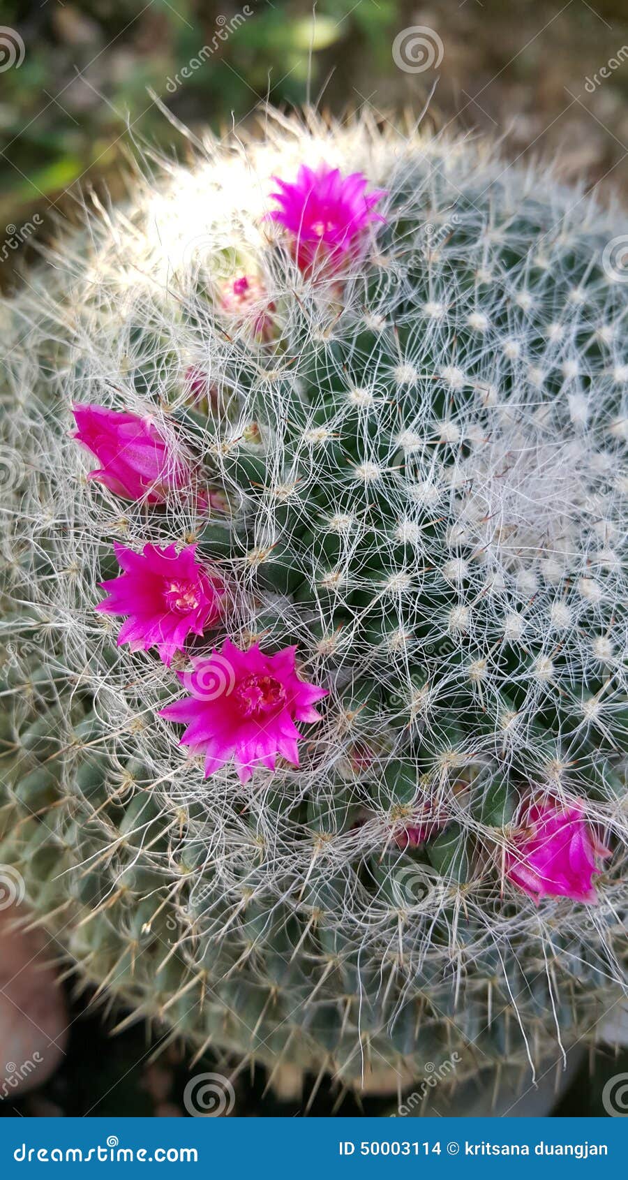 Small flower of cactus stock photo. Image of fresh, small - 50003114