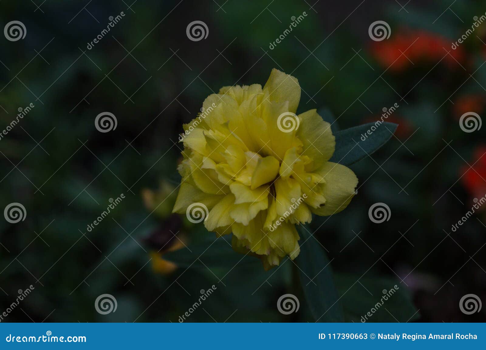 Beautiful small flower stock image. Image of pleasant - 117390663