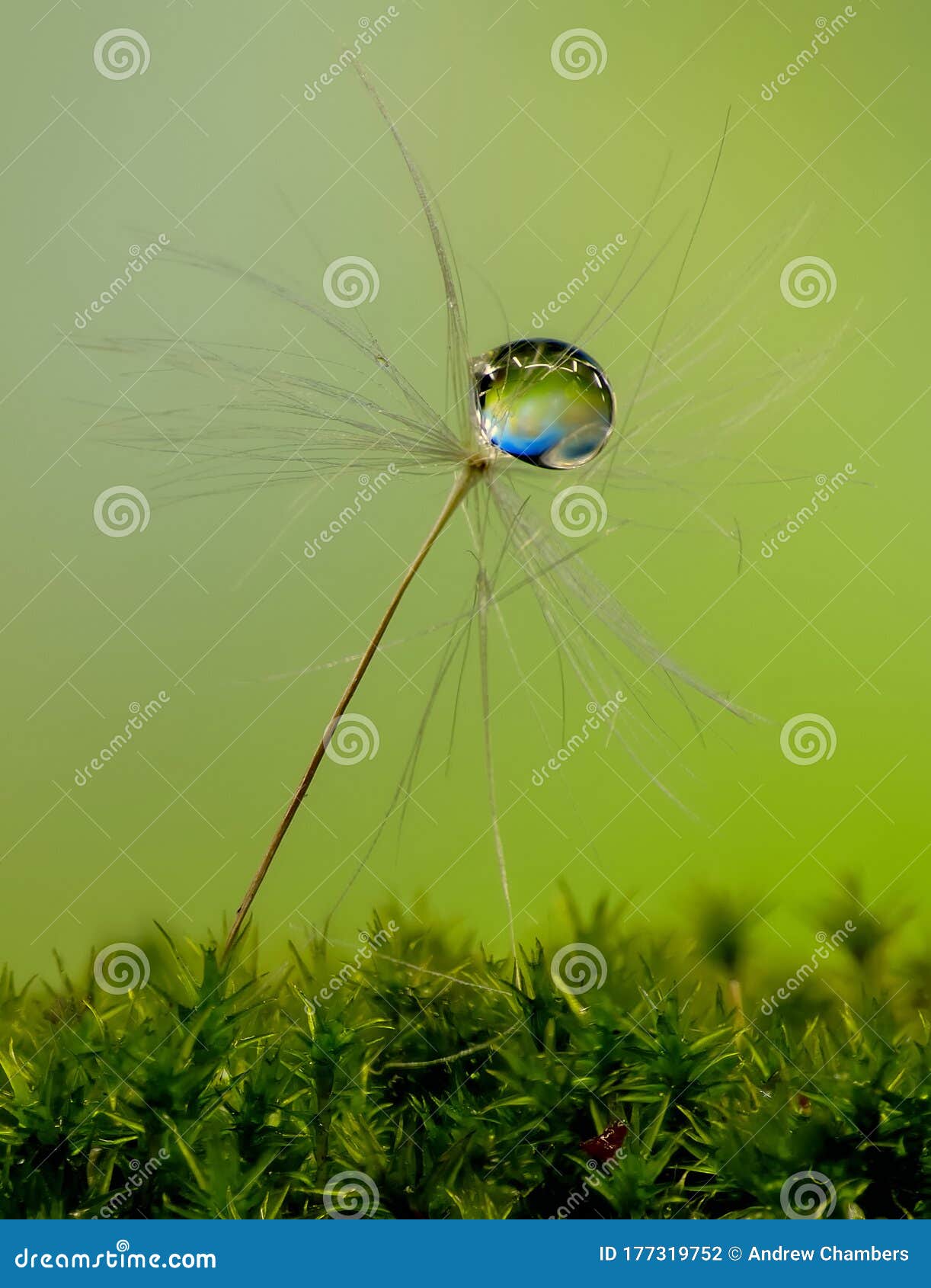 Flower with water drop stock photo. Image of blooming - 177319752