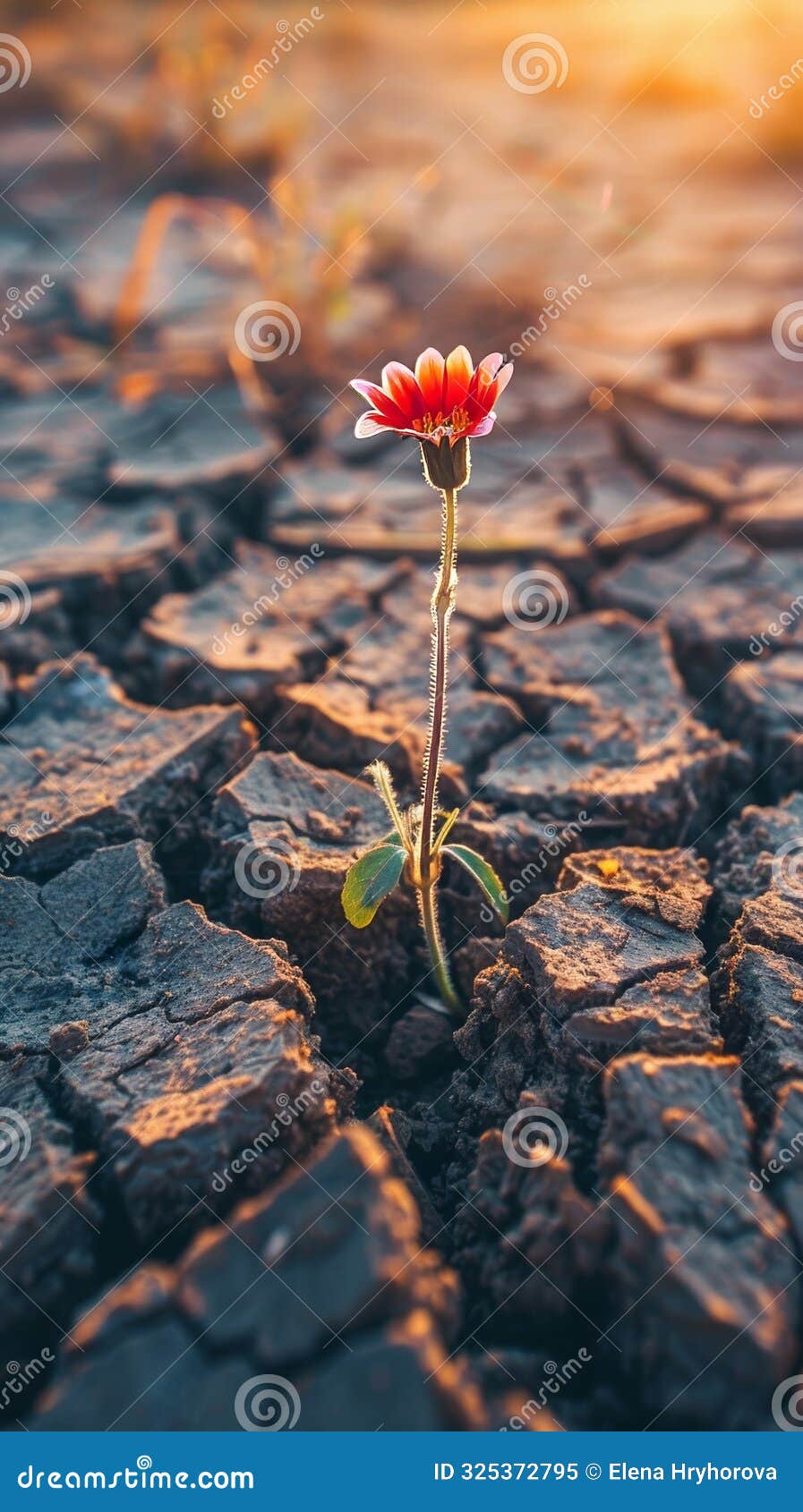 Small Flower Emerging from Parched, Cracked Earth, Symbolizing New ...
