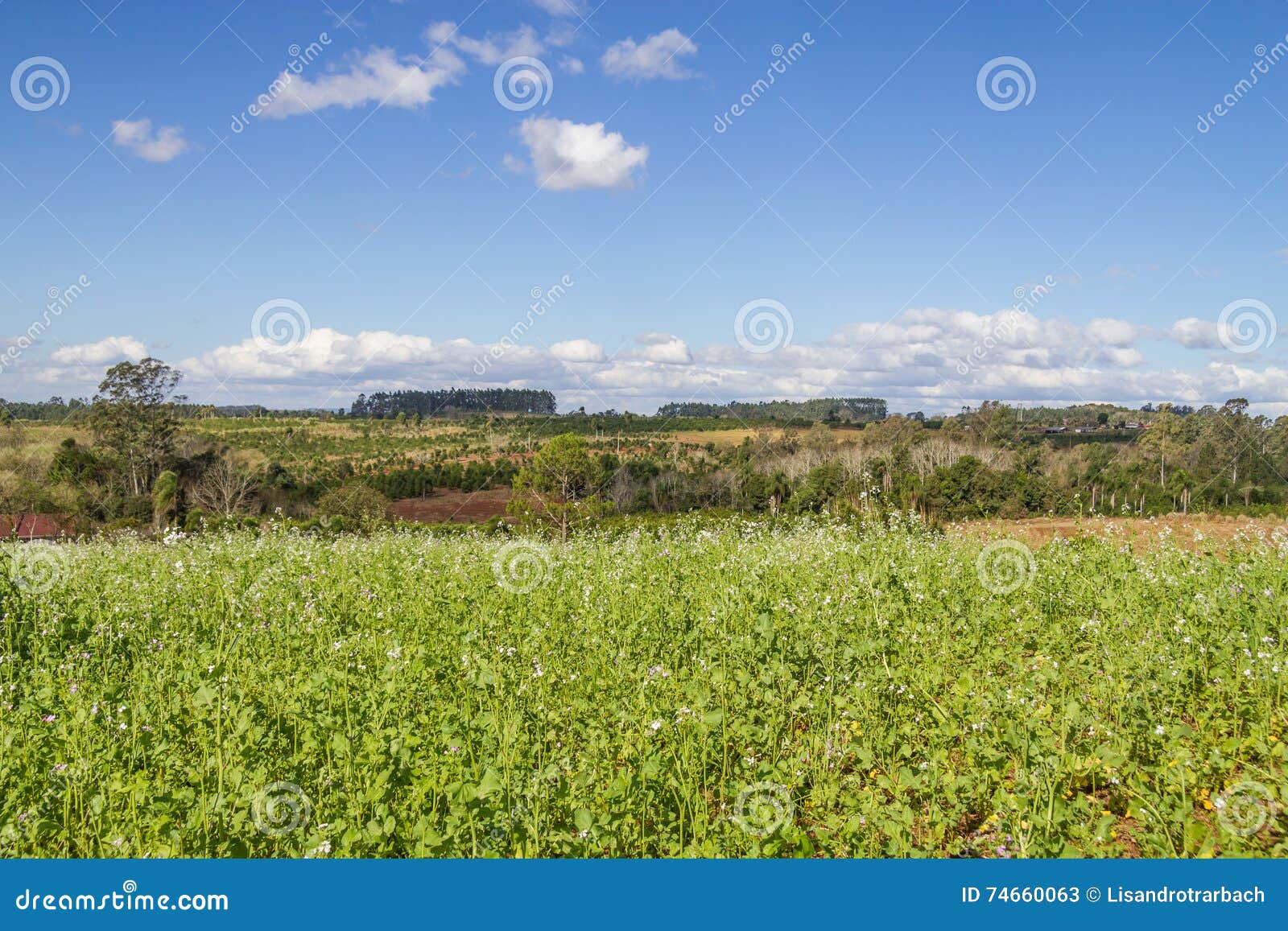 Small flower field stock image. Image of tree, grande - 74660063
