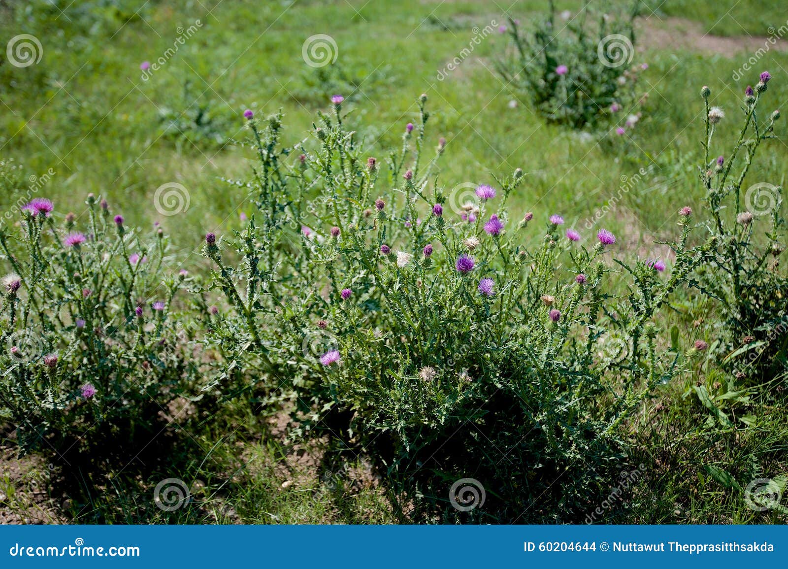 Small flower in the field stock photo. Image of flower - 60204644