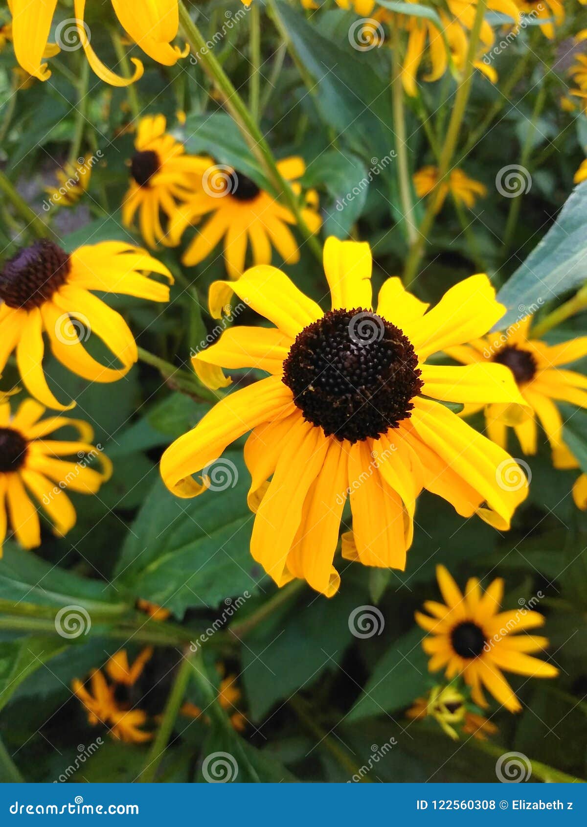 Sunflower stock photo. Image of small, sunflower, nature - 122560308