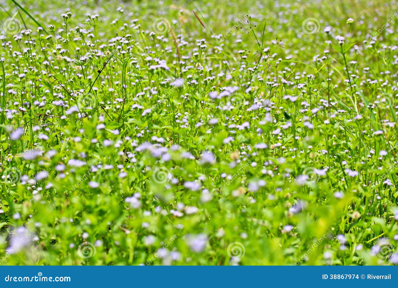 Small flower stock photo. Image of lush, climate, idyllic - 38867974