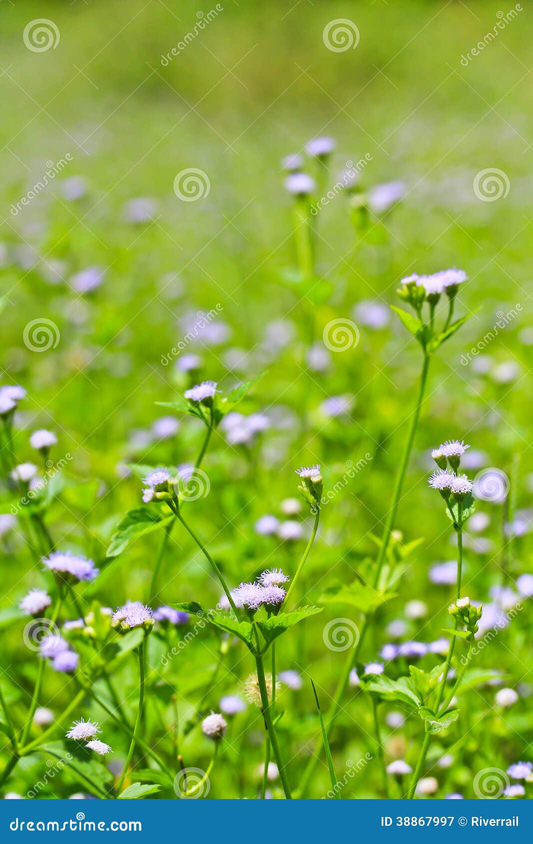 Small flower stock image. Image of horizontal, field - 38867997