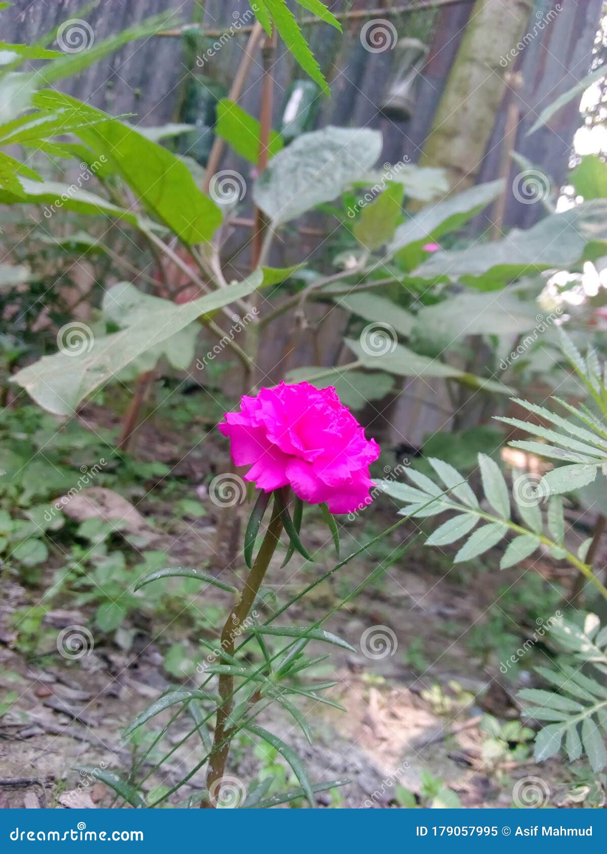 A small flower of garden stock image. Image of flower - 179057995