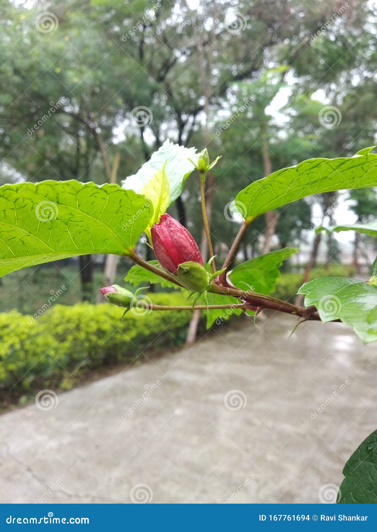 A Small Flower in Garden Looking so Beautiful Natural Stock Photo ...