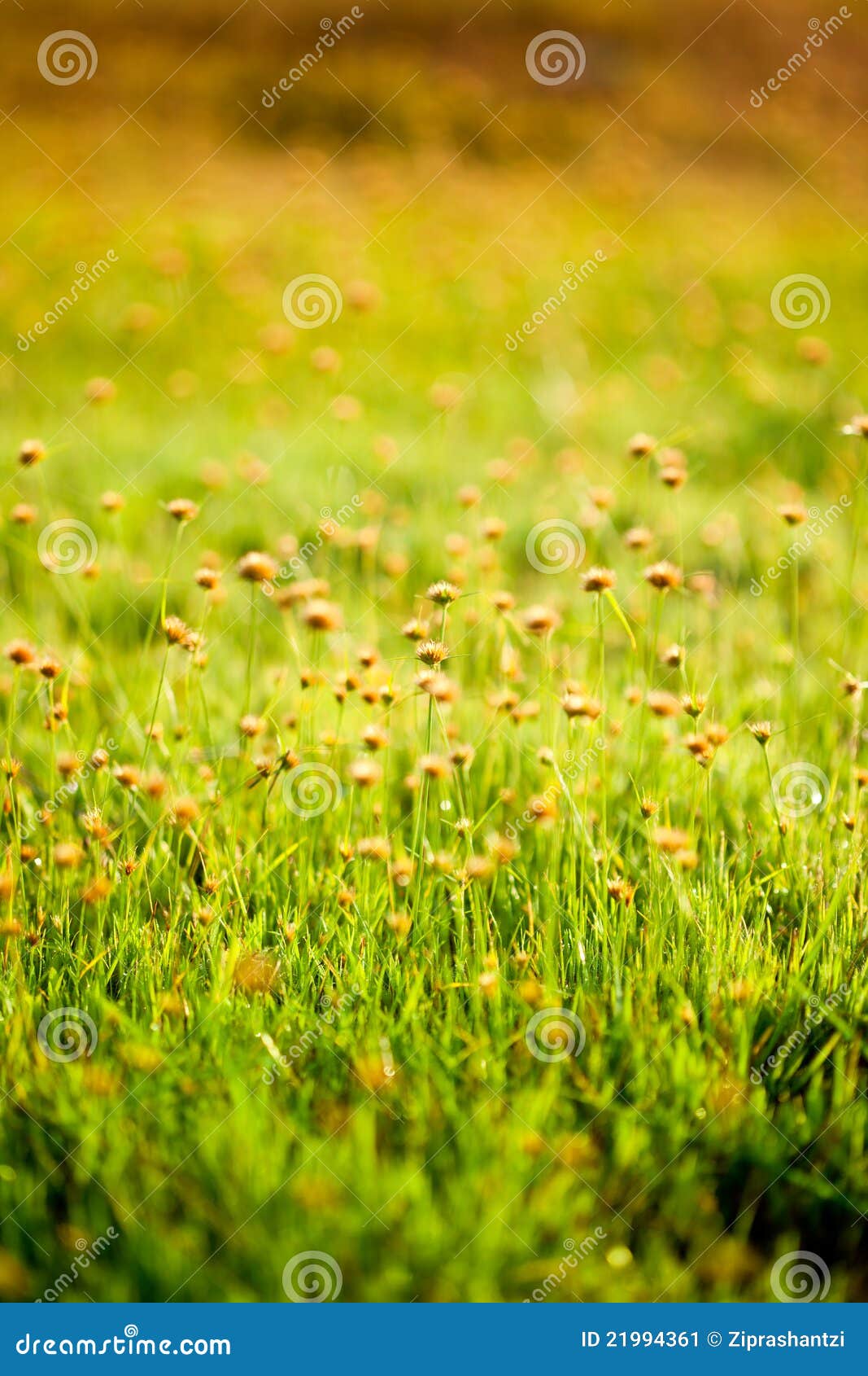 Small flower in grass stock image. Image of agriculture - 21994361