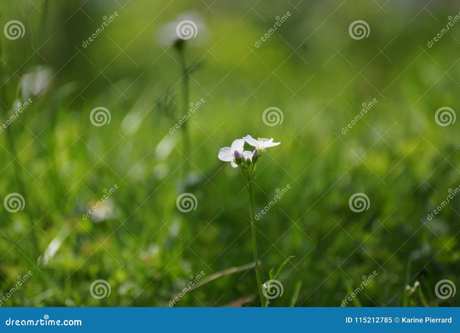 Small Flower in Grass - Front View Stock Image - Image of grass, green ...