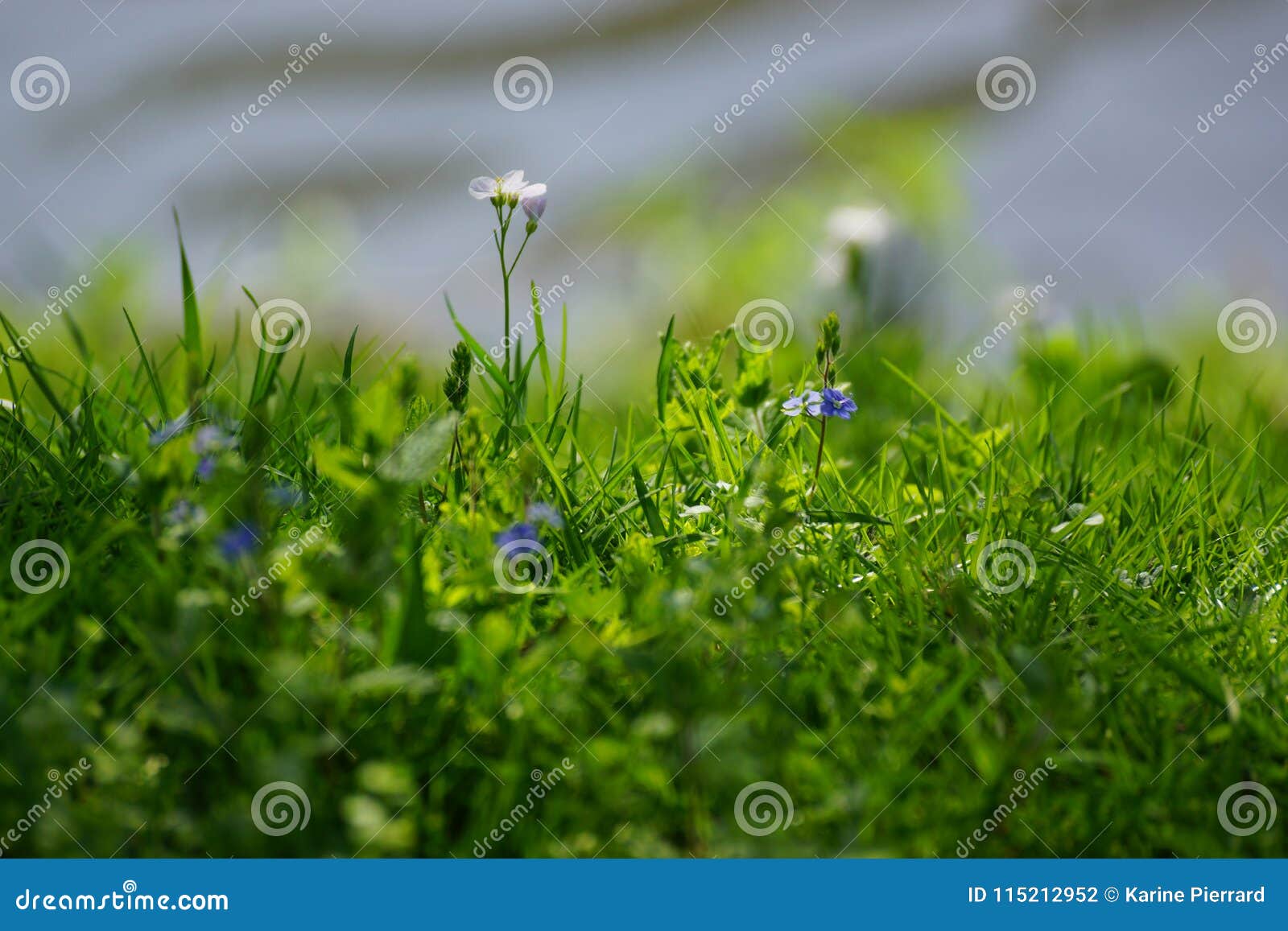 Small Flower in Grass - Front View Stock Photo - Image of blossom, farm ...