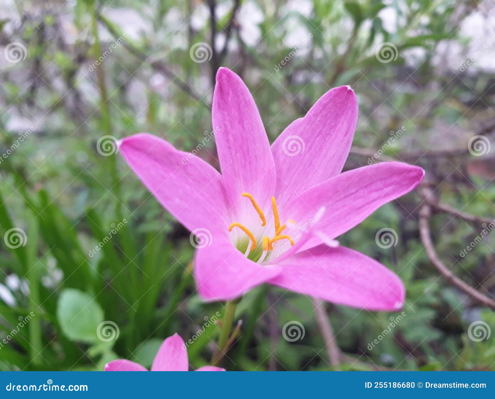 A Small Flower that Grows by Itself Stock Photo - Image of tulip, plant ...