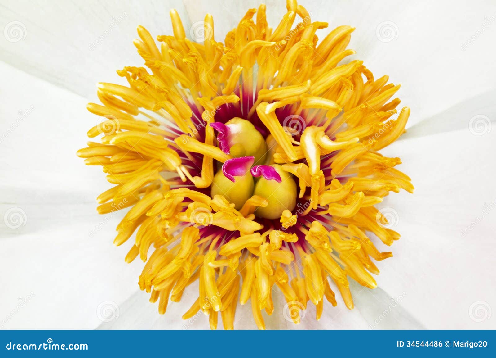 Small flower peony . stock photo. Image of flower, light - 34544486
