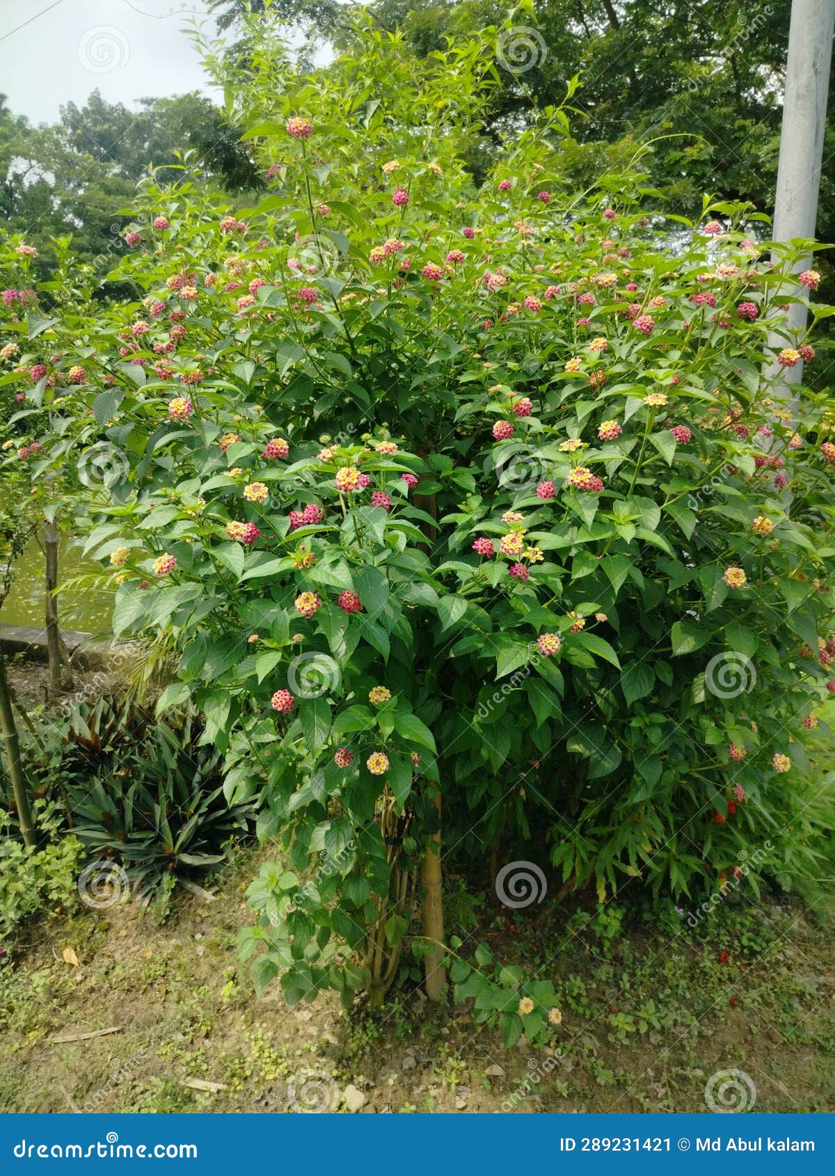 A Small Flower Plant Consists Different Colours in One Flower Stock ...