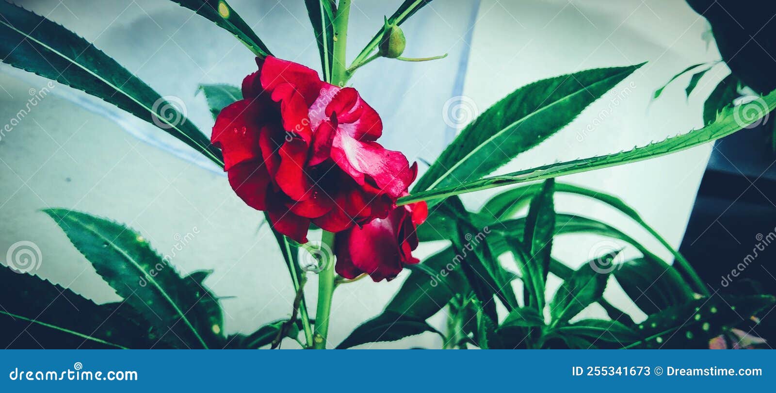 Small Flower Plant Red Colour Flower ðŸŒ¹ Beautiful Stock Image - Image ...