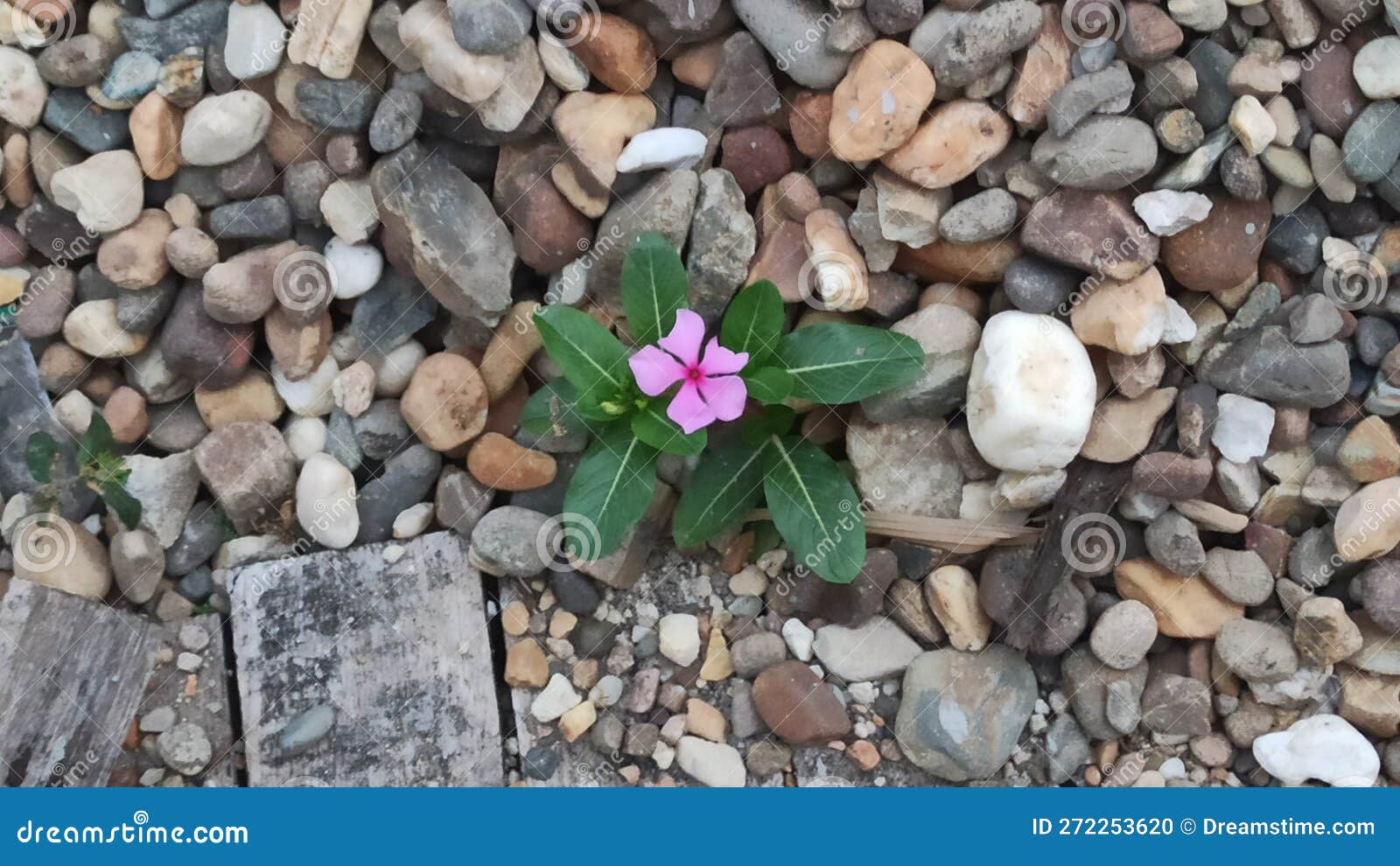 Small Flower Surround by Stones Stock Photo - Image of soil, garden ...