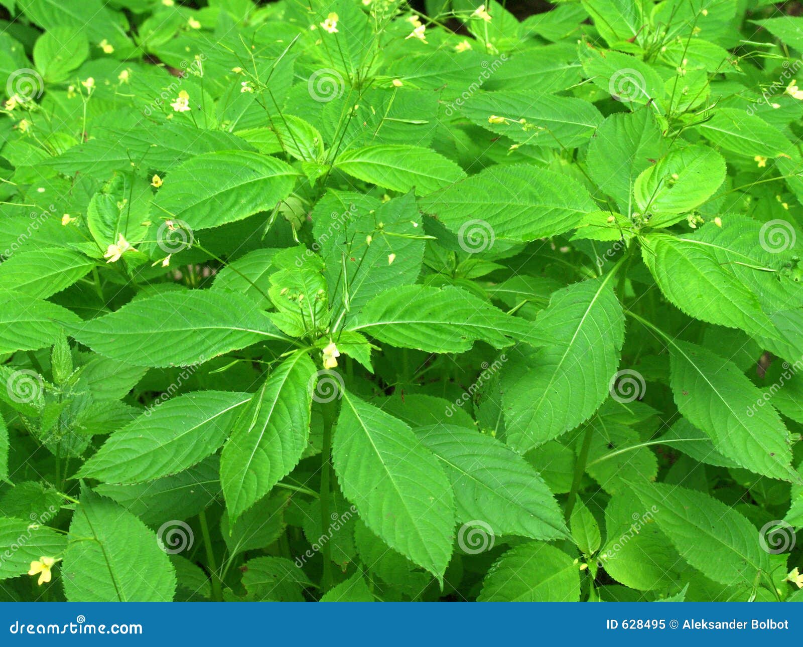 Small flower touch me not stock image. Image of pattern - 628495