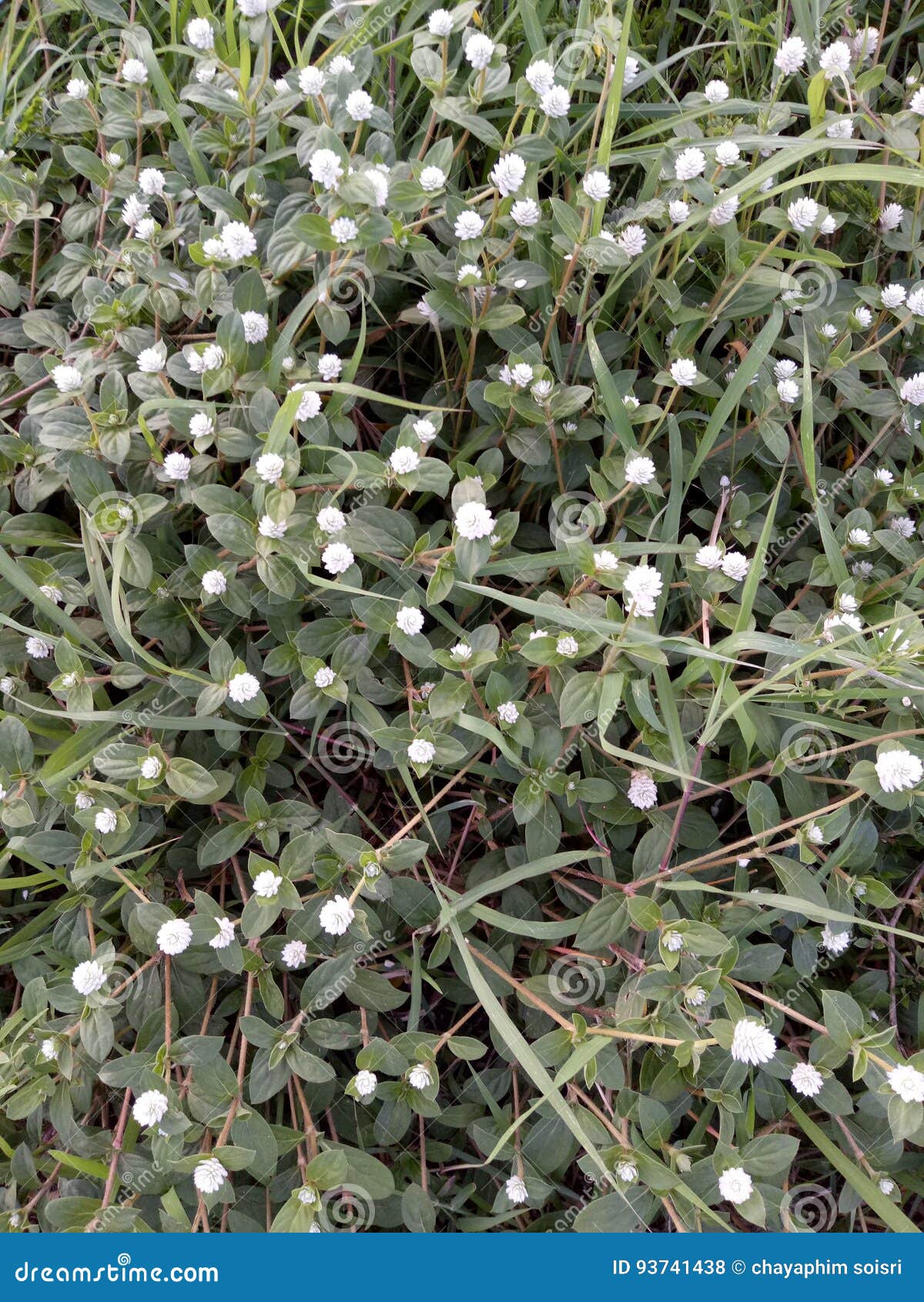 Small Flower White and Green Land Editorial Stock Photo - Image of ...