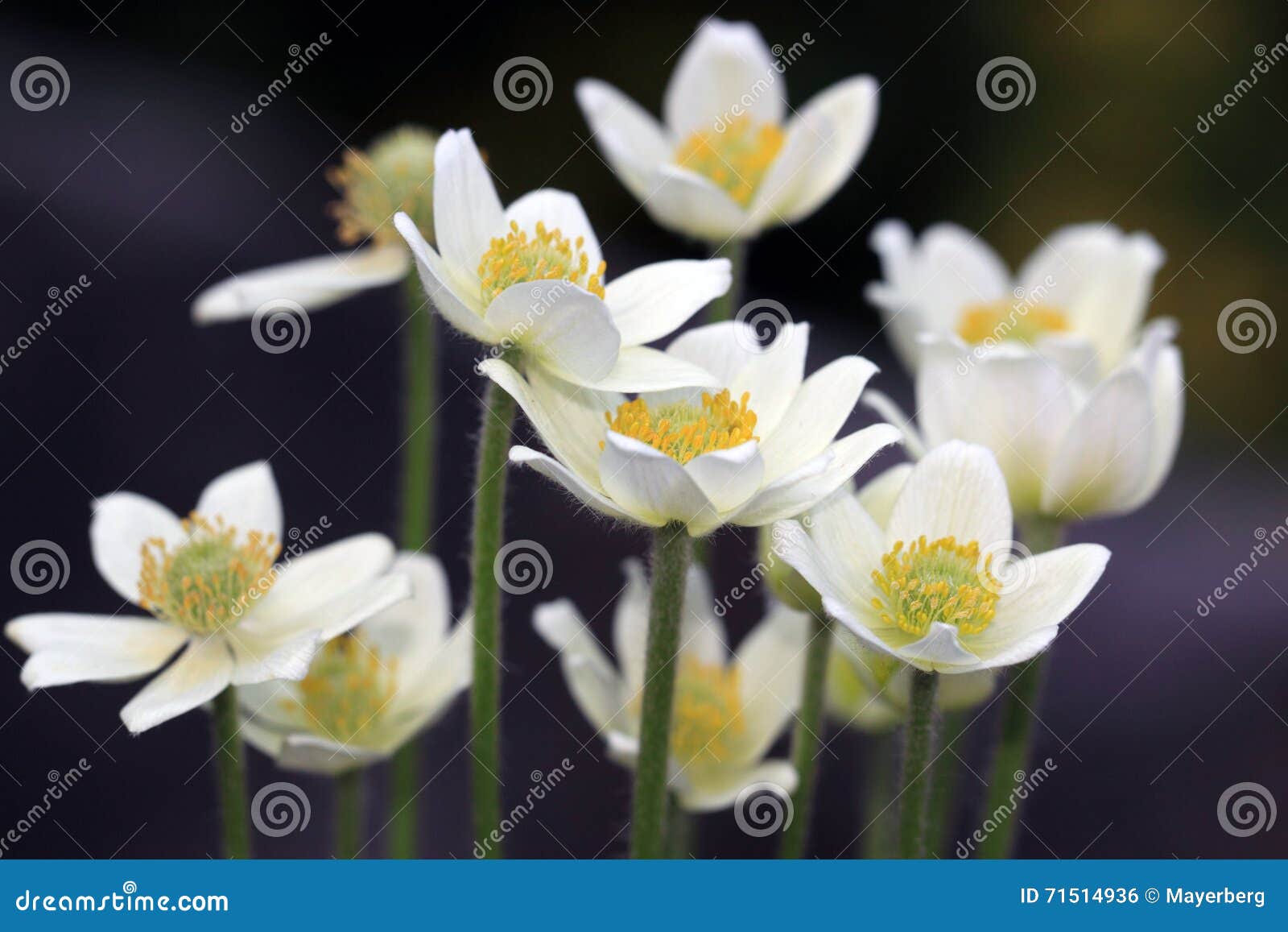 Small-flowered Anemone Flower Stock Photo - Image of macro, white: 71514936