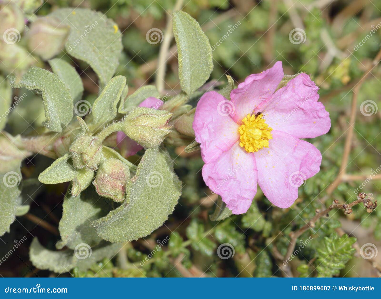 Small-flowered Cistus - Cistus Praviflorus Stock Image - Image of bush ...