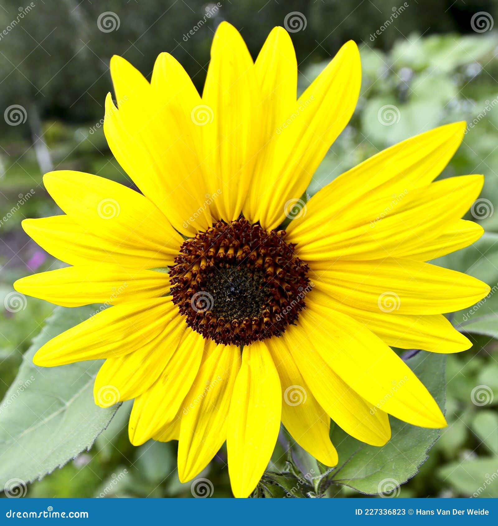 A Small Flowered Sunflower in Full Bloom Stock Image - Image of ...