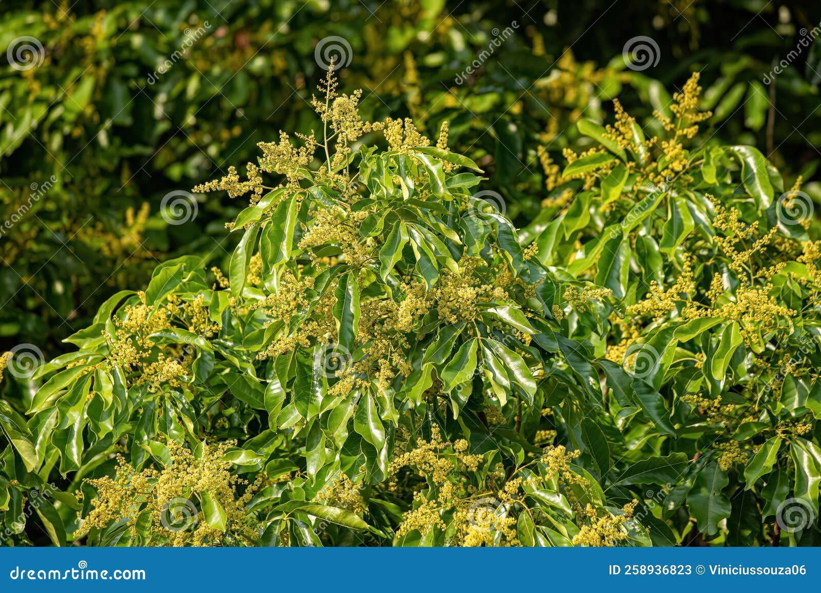 Flowering Branches of the Mango Tree Stock Image - Image of tree ...