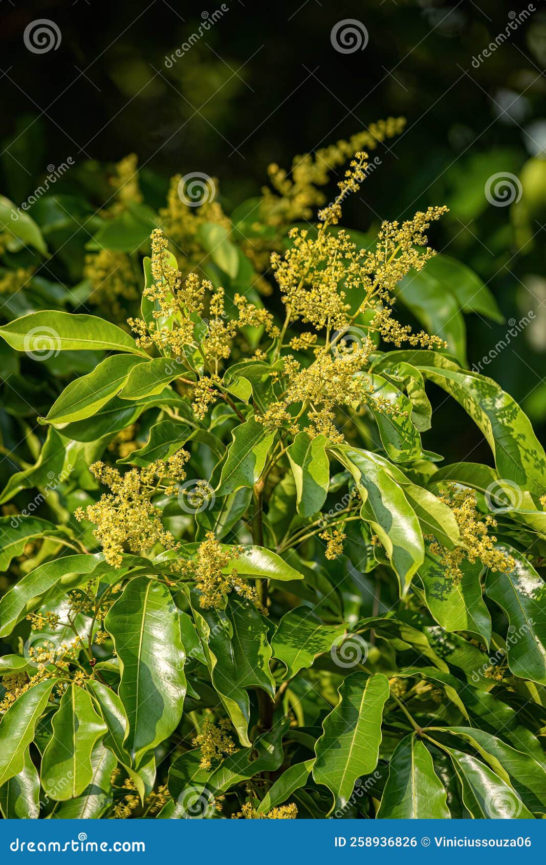 Flowering Branches of the Mango Tree Stock Photo - Image of natural ...