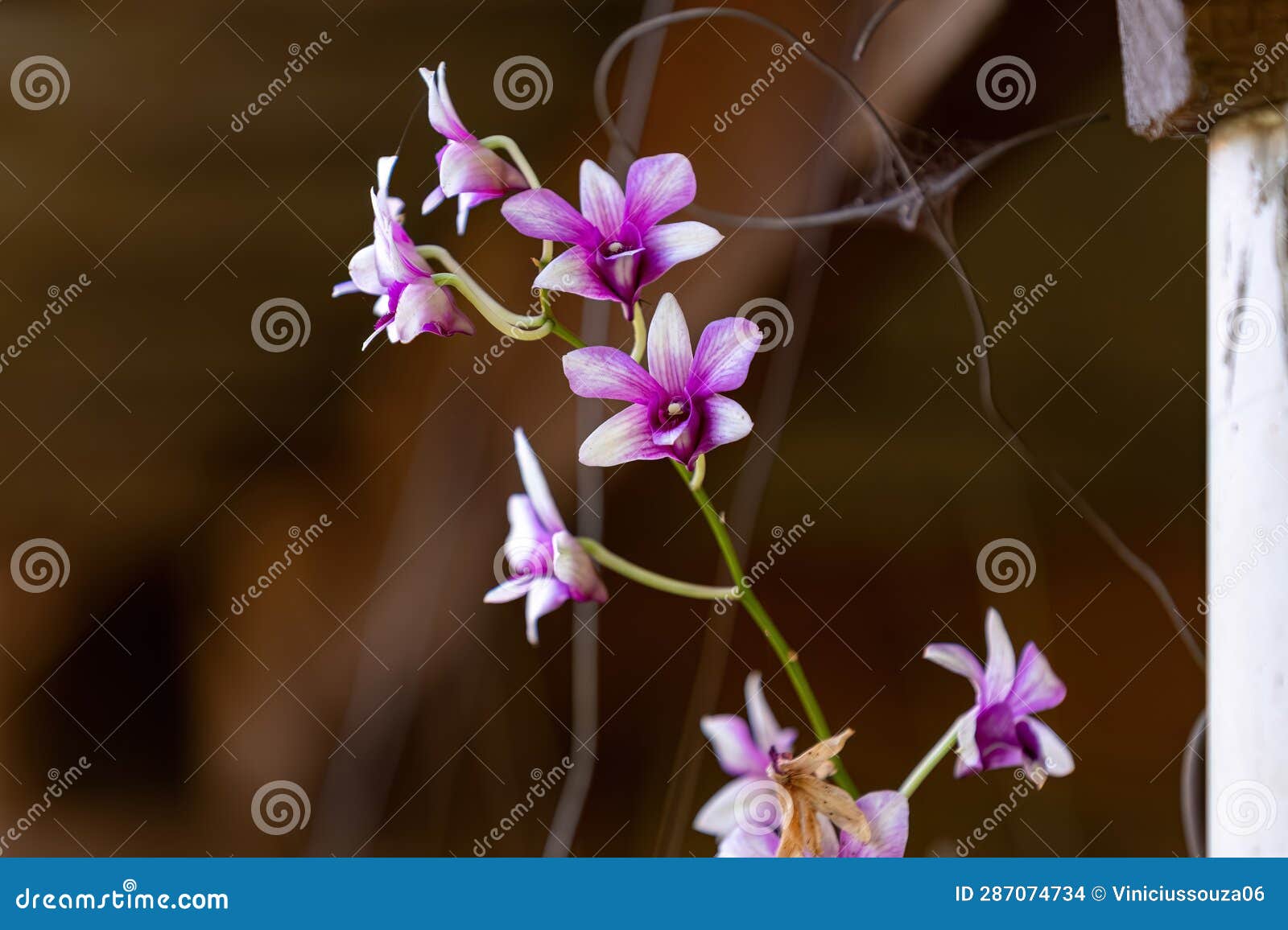 Small Flowering Orchid Plant Stock Photo - Image of flowering, orchids ...