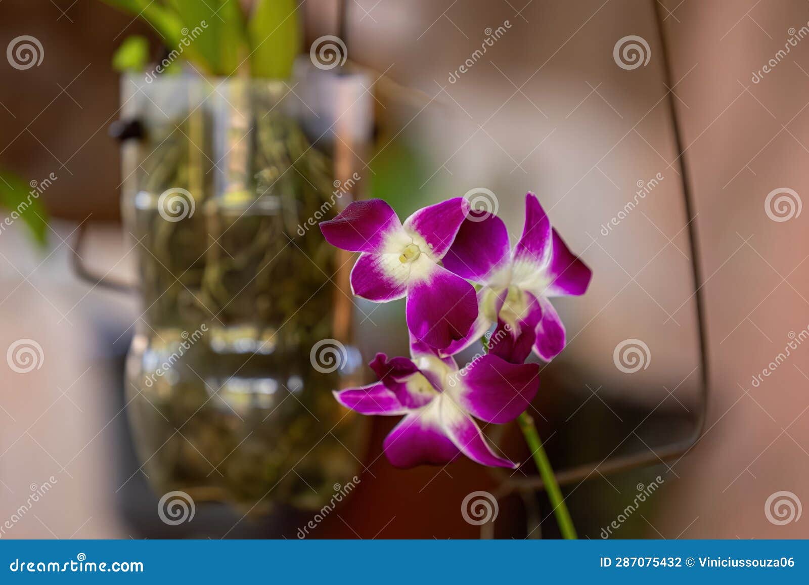 Small Flowering Orchid Plant Stock Photo - Image of bloom, genus: 287075432