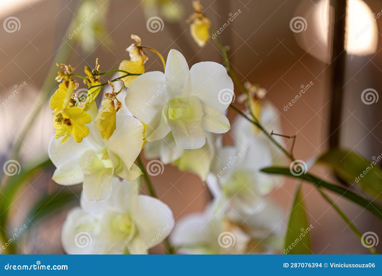 Small Flowering Orchid Plant Stock Photo - Image of bloom, flora: 287076394