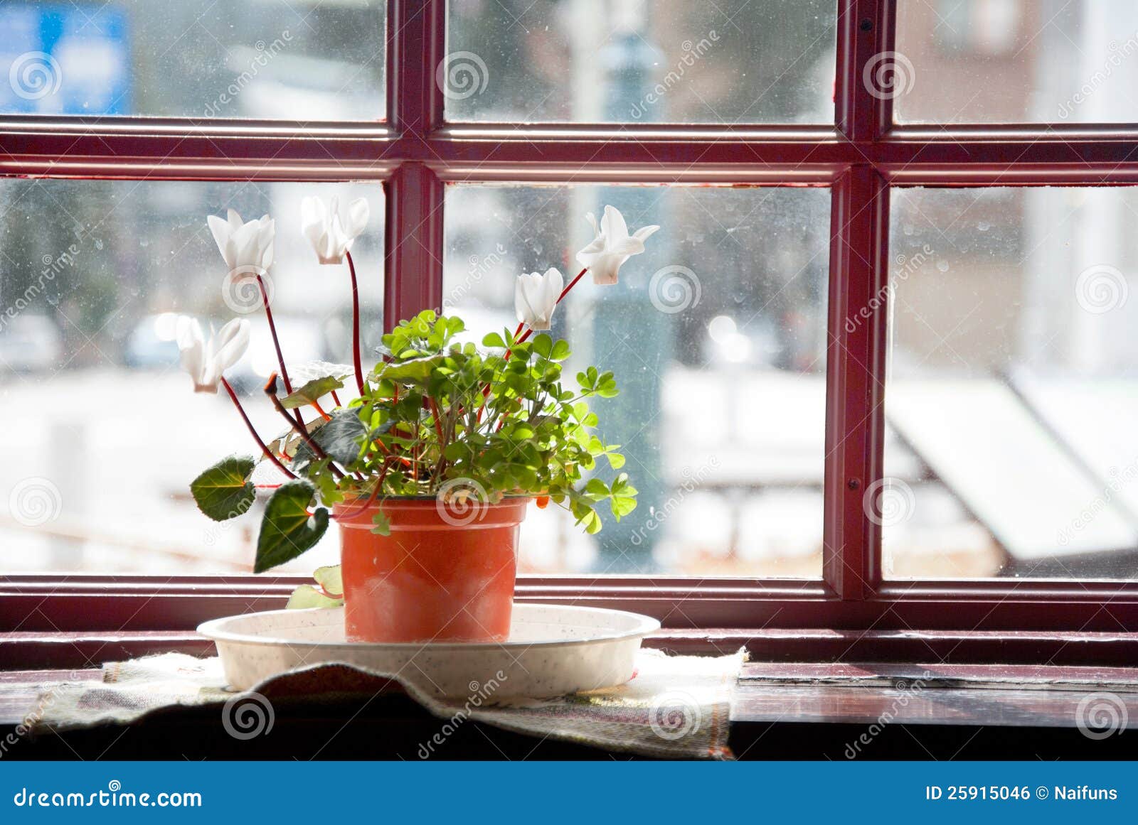 Small Flowerpot beside the Window Stock Photo - Image of window, plant ...