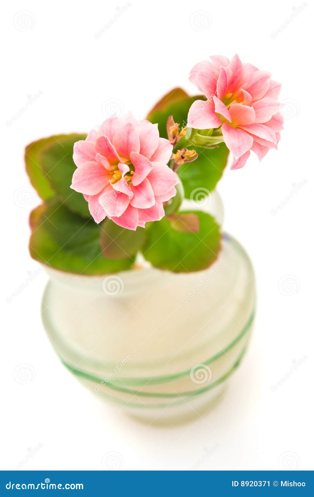 Small flowers stock image. Image of arrangement, nature - 8920371