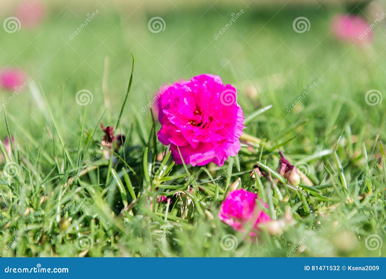 Small Flowers in Green Grass Stock Photo - Image of environment, flower ...
