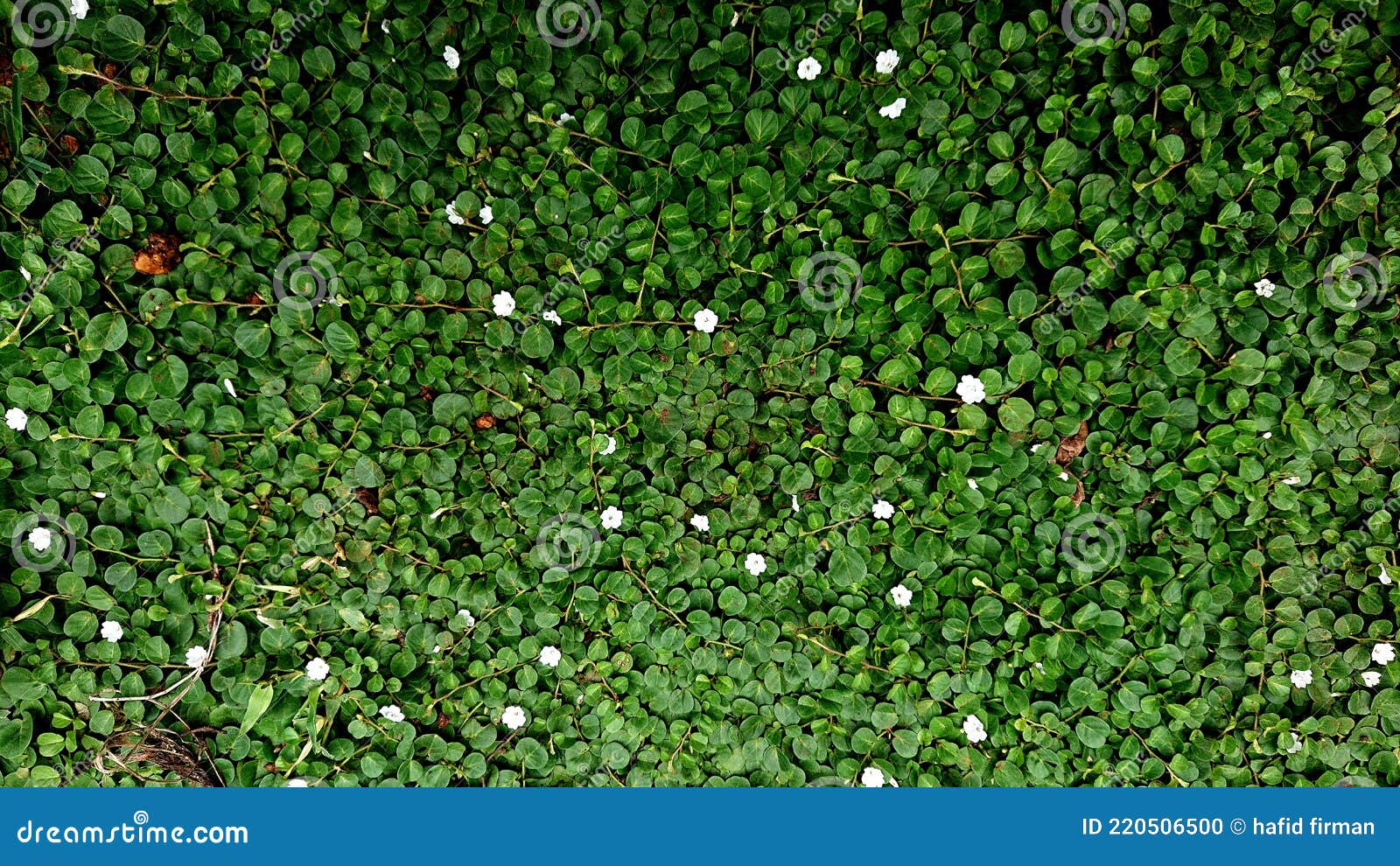 Small flowers in greenery stock photo. Image of field - 220506500