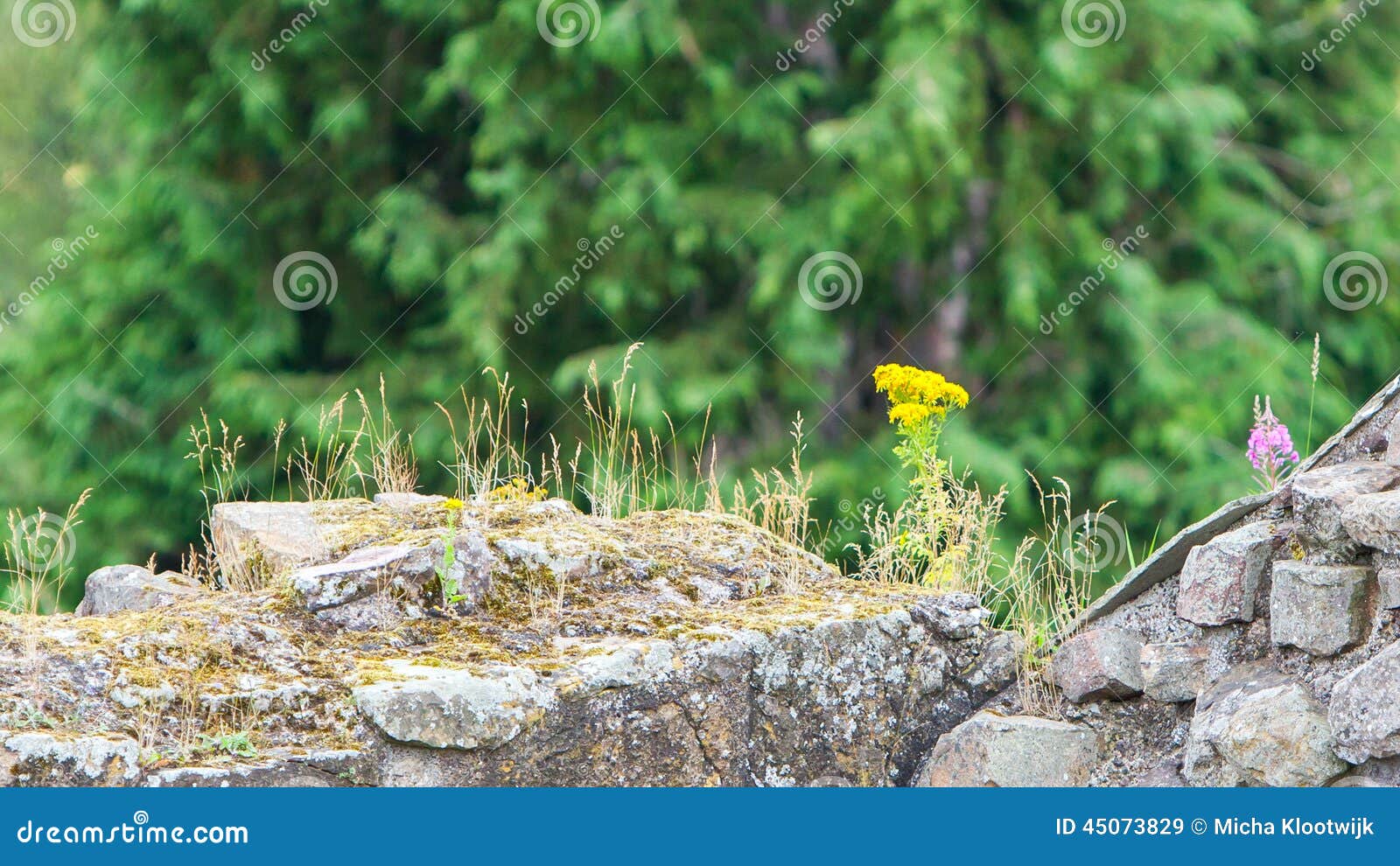 Small Flowers Growing Along the Old Brick Wall Stock Image - Image of ...