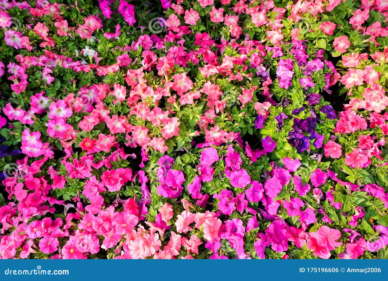 Small Flowers Plant on Ground ,mini Garden Stock Photo - Image of ...