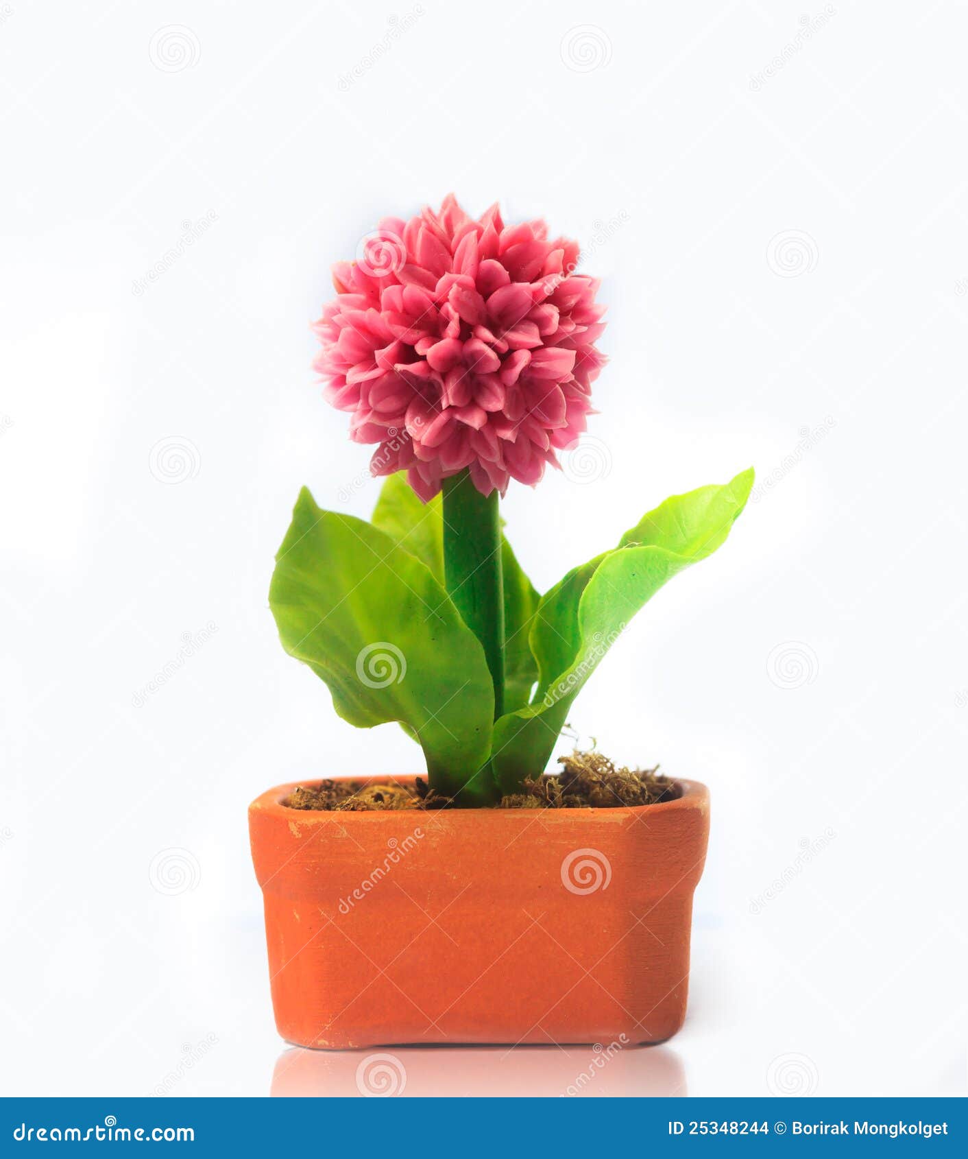 Small flowers in pot stock photo. Image of botanical - 25348244