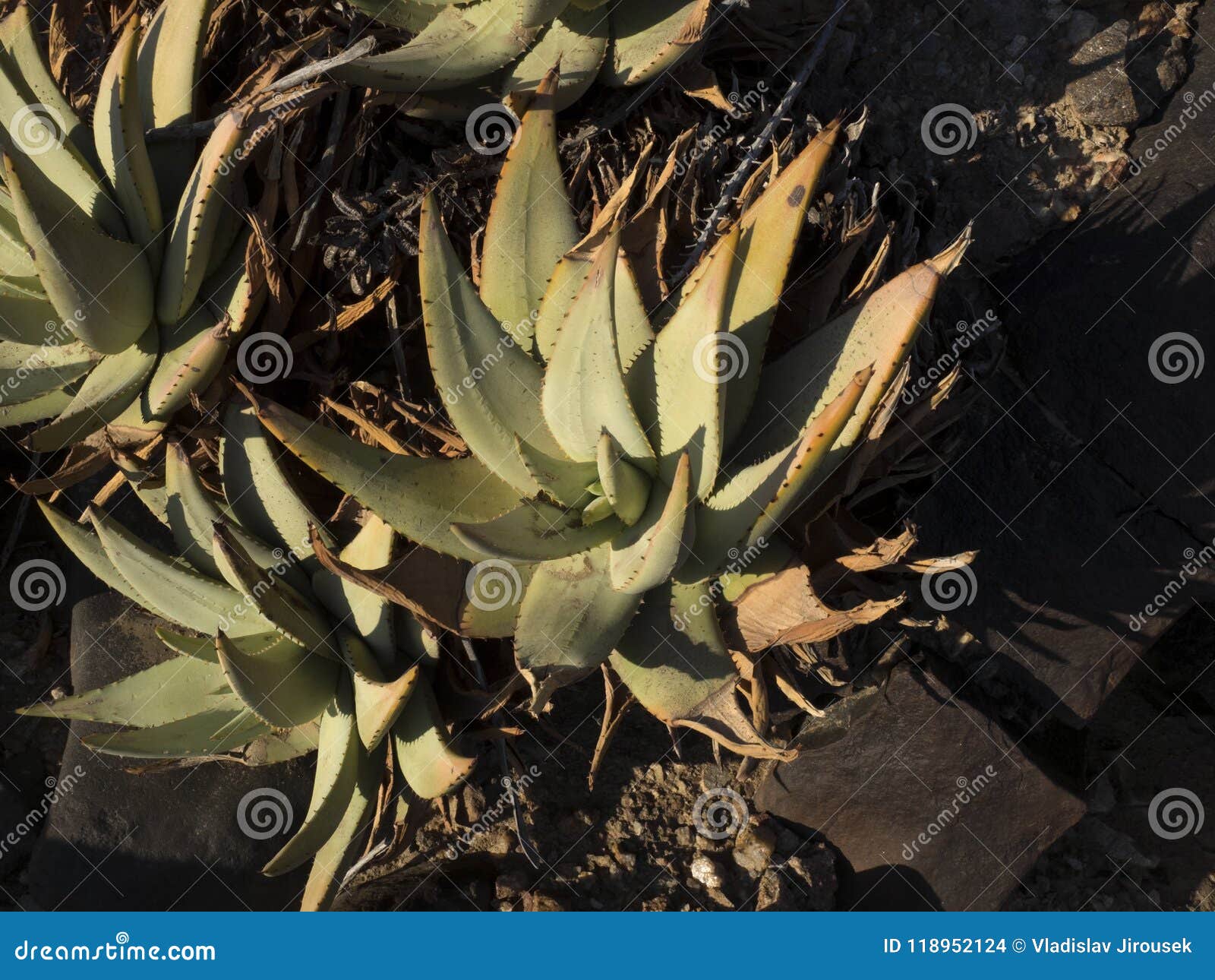 Small Flowers in Spring in Central Namibia. Stock Photo - Image of ...