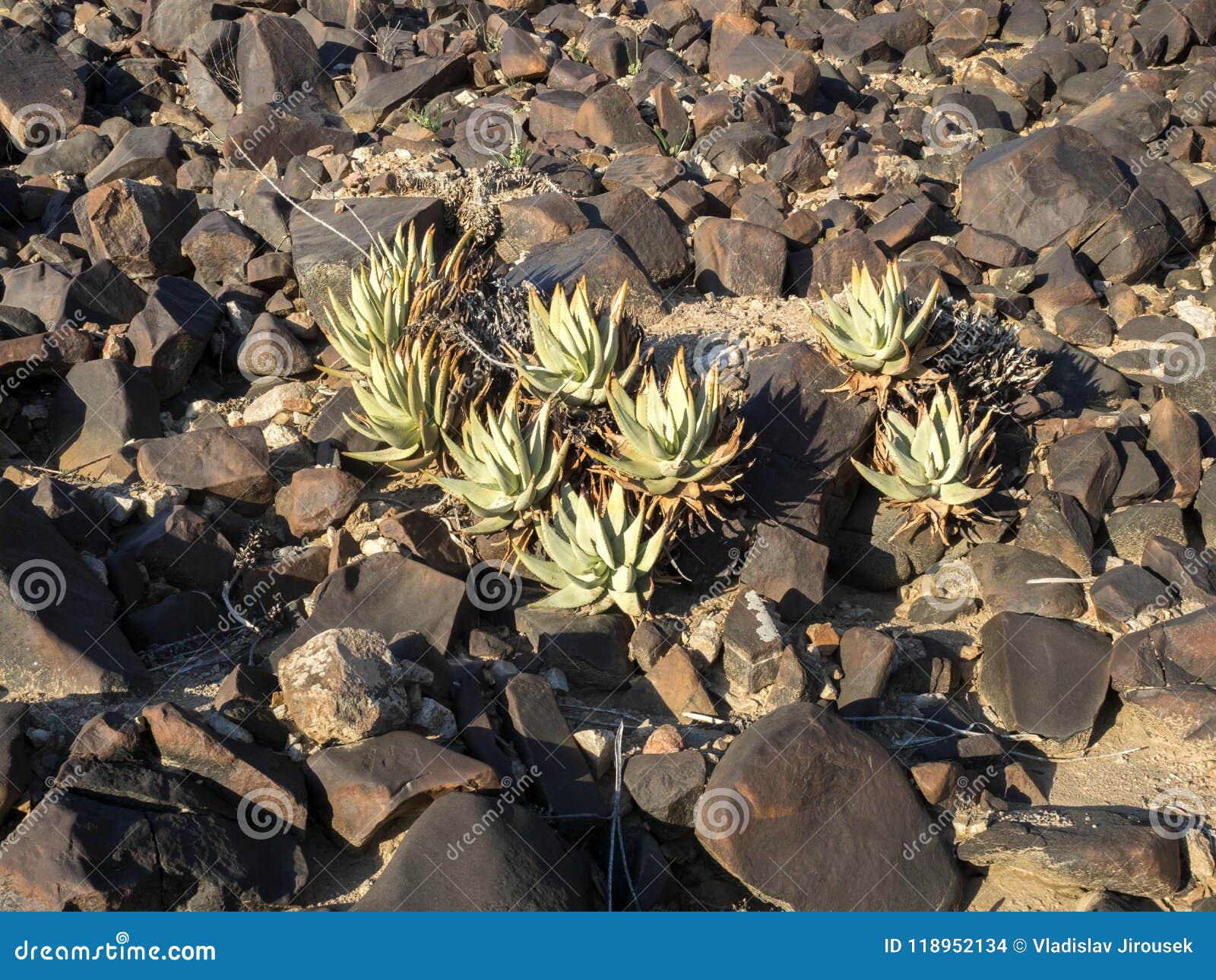 Small Flowers in Spring in Central Namibia. Stock Photo - Image of ...