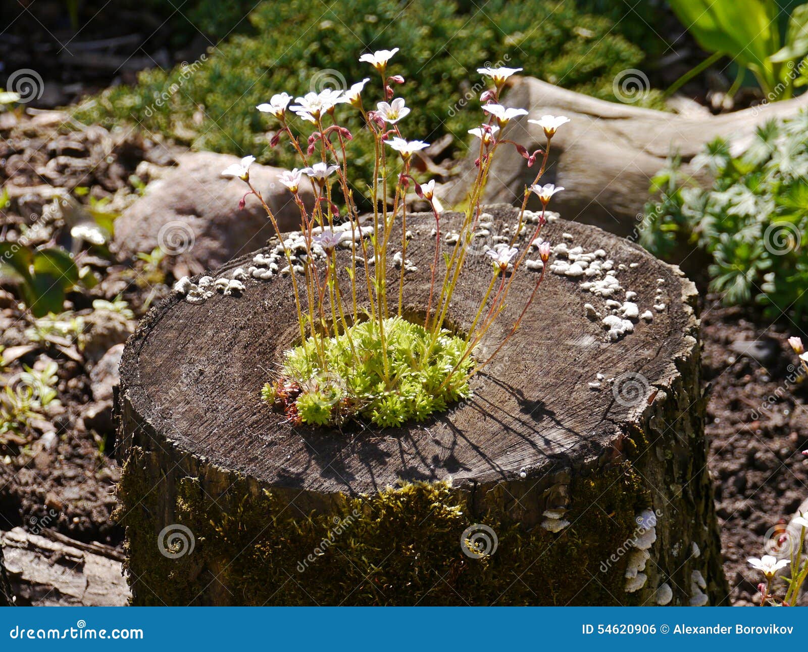 Small flowers and stub stock photo. Image of small, flora - 54620906